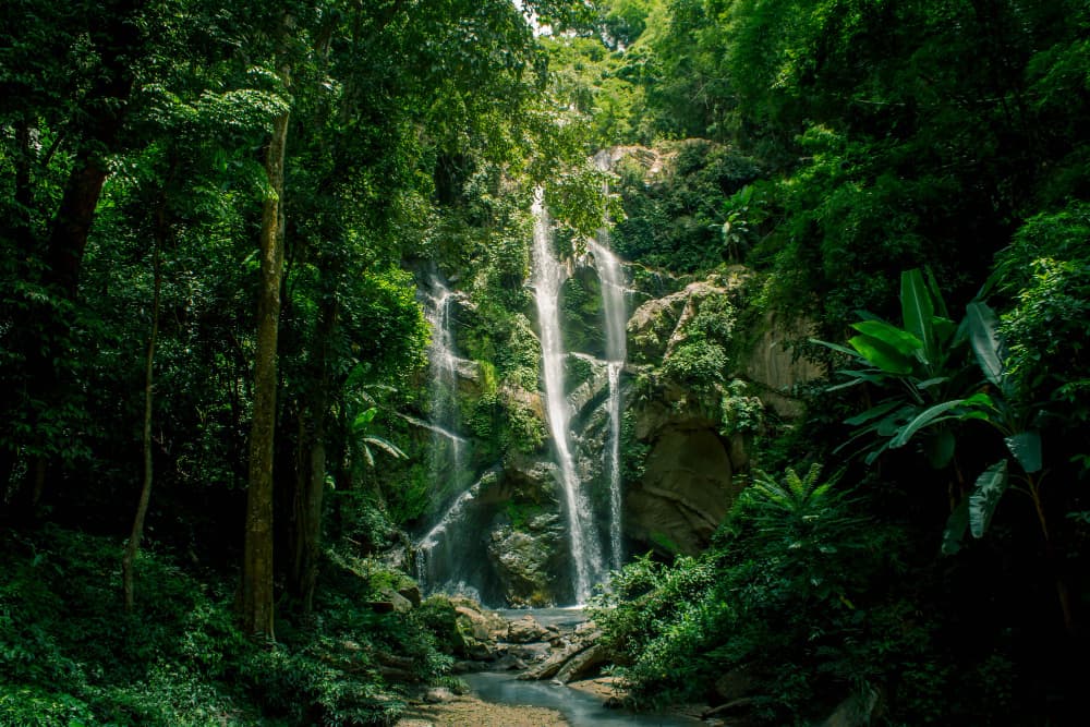 5 selvas del mundo más importantes para la vida